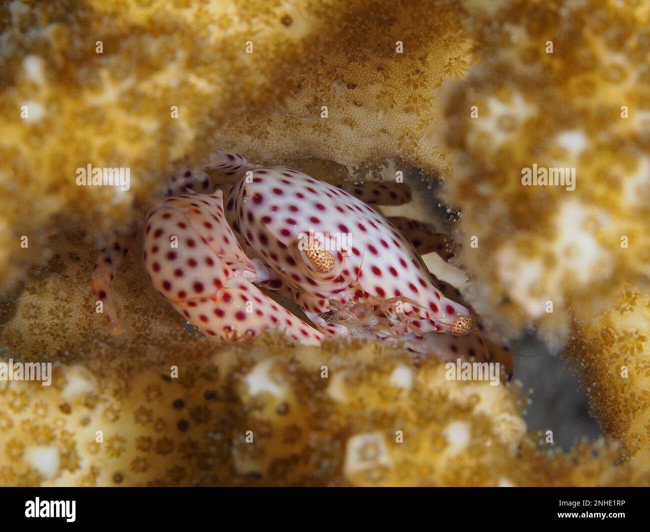 Tiger coral crab (Trapezia tigrina), Dive site House Reef Mangrove Bay ...