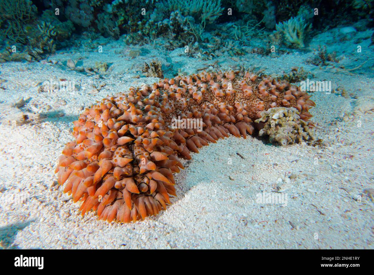 Pineapple sea cucumber (Telenota ananas), Erg Monica dive site, El ...