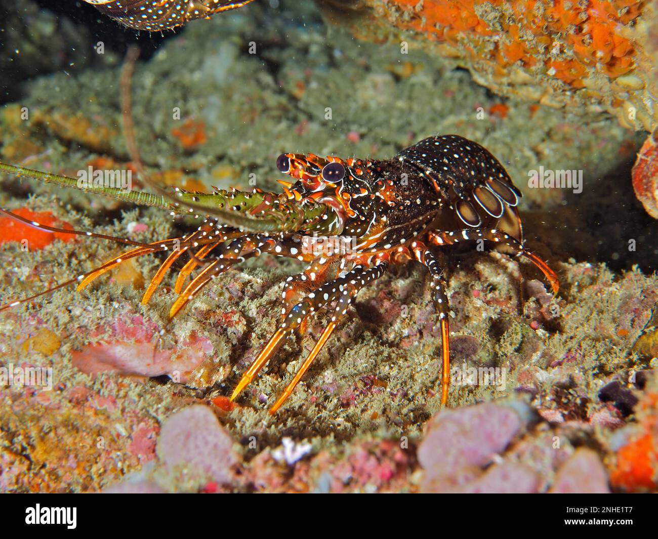 Guinea chick crayfish (Panulirus guttatus), Coral Garden dive site ...