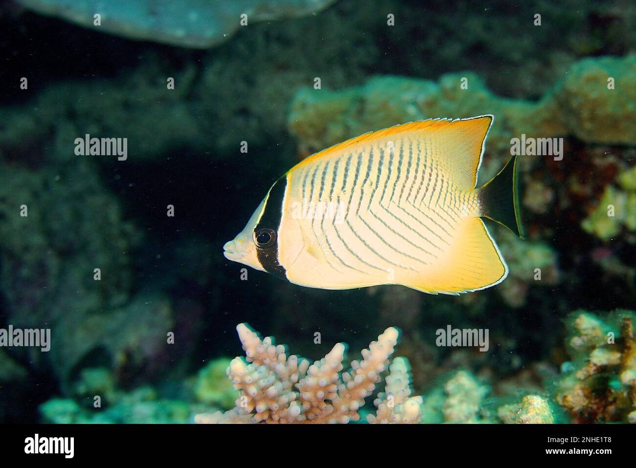 Chevron butterflyfish (Chaetodon trifascialis), House reef dive site ...