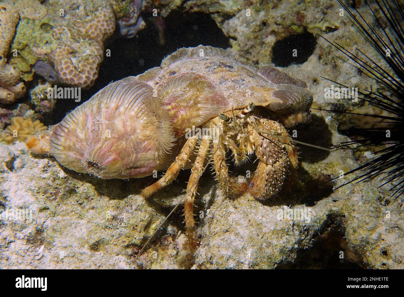 Anemone hermit crab (Dardanus tinctor), Shaab El Erg dive site ...