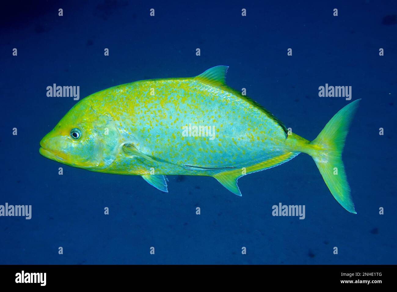 Orange-spotted trevally (Carangoides bajad) at dusk, solid blue ...