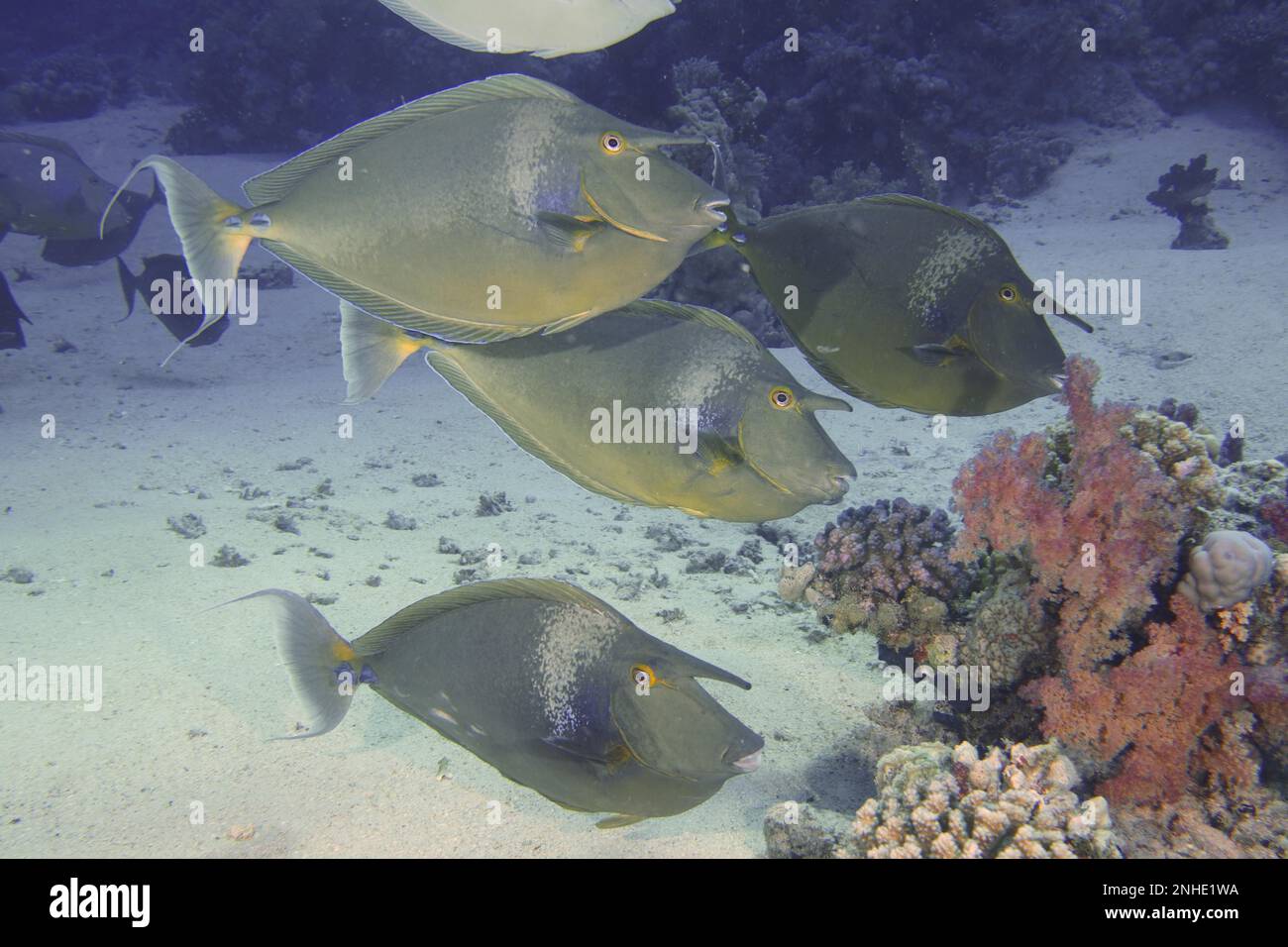 Group of bluespine unicornfish (Naso unicornis), Ras Mohammed National ...