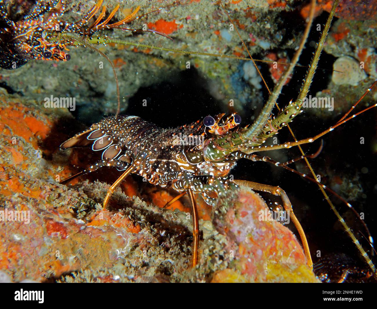 Guinea chick crayfish (Panulirus guttatus), Coral Garden dive site ...