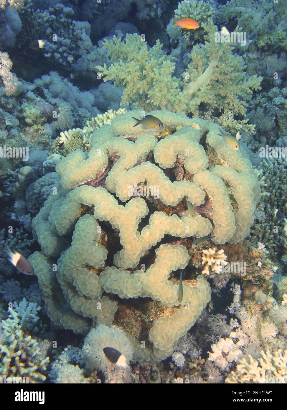 Bubble coral (Plerogyra sinuosa), Ras Mohammed National Park dive site ...
