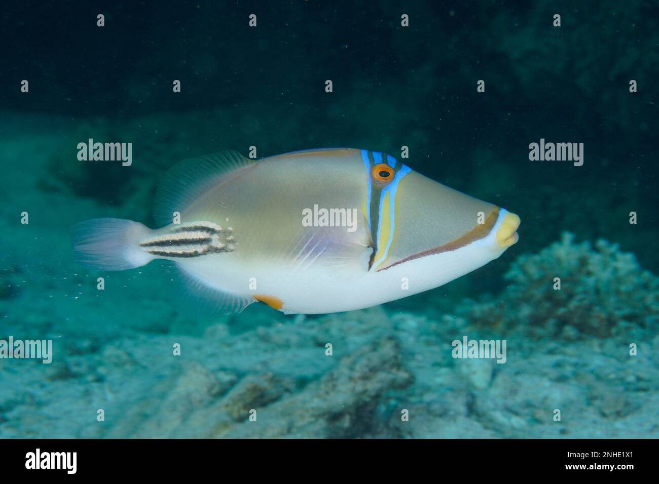 Arabian arabian picasso triggerfish (Rhinecanthus assasi), Dive Site ...