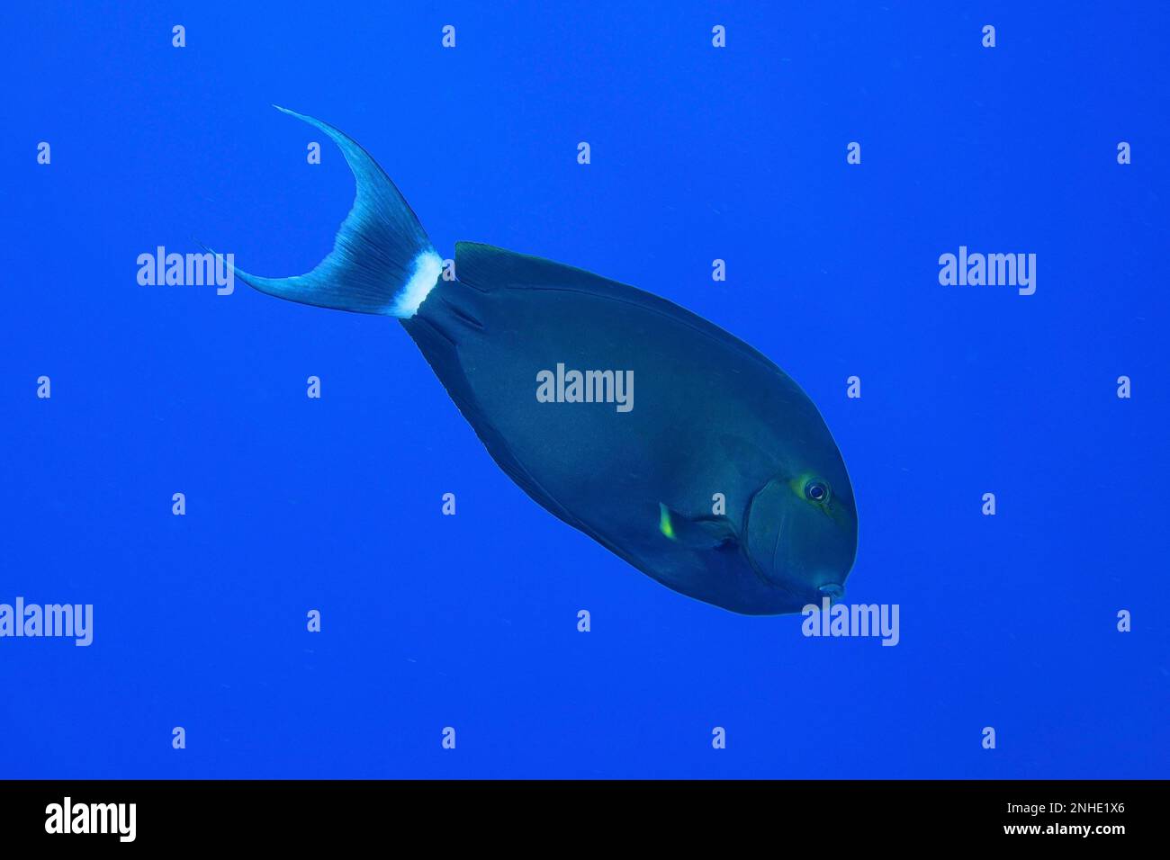 Atlantic monkfish Chromis limbatus) in front of a plain blue background ...