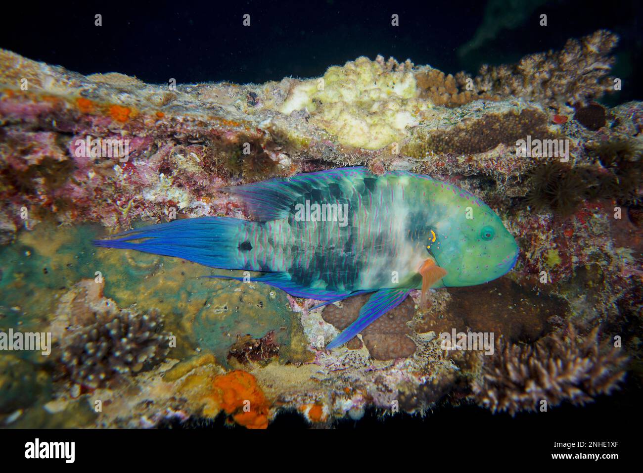 Broomtail wrasse (Cheilinus lunulatus), in the wreck, at night ...