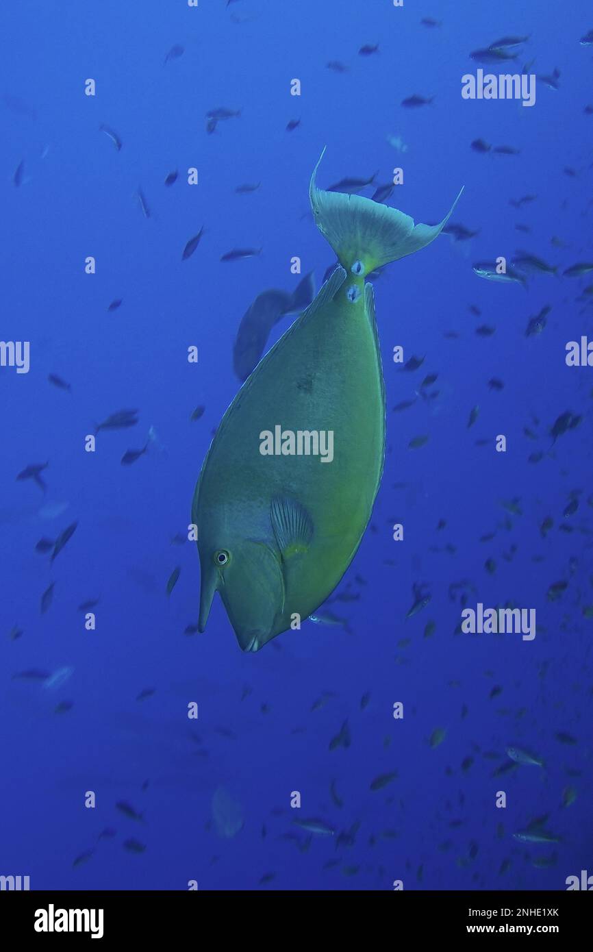 Bluespine unicornfish (Naso unicornis), Ras Mohammed National Park dive ...