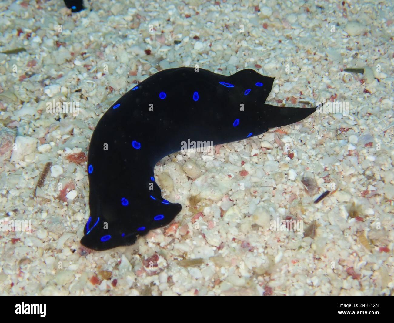 Blue dotted head slug (Chelidonura livida), House Reef dive site ...
