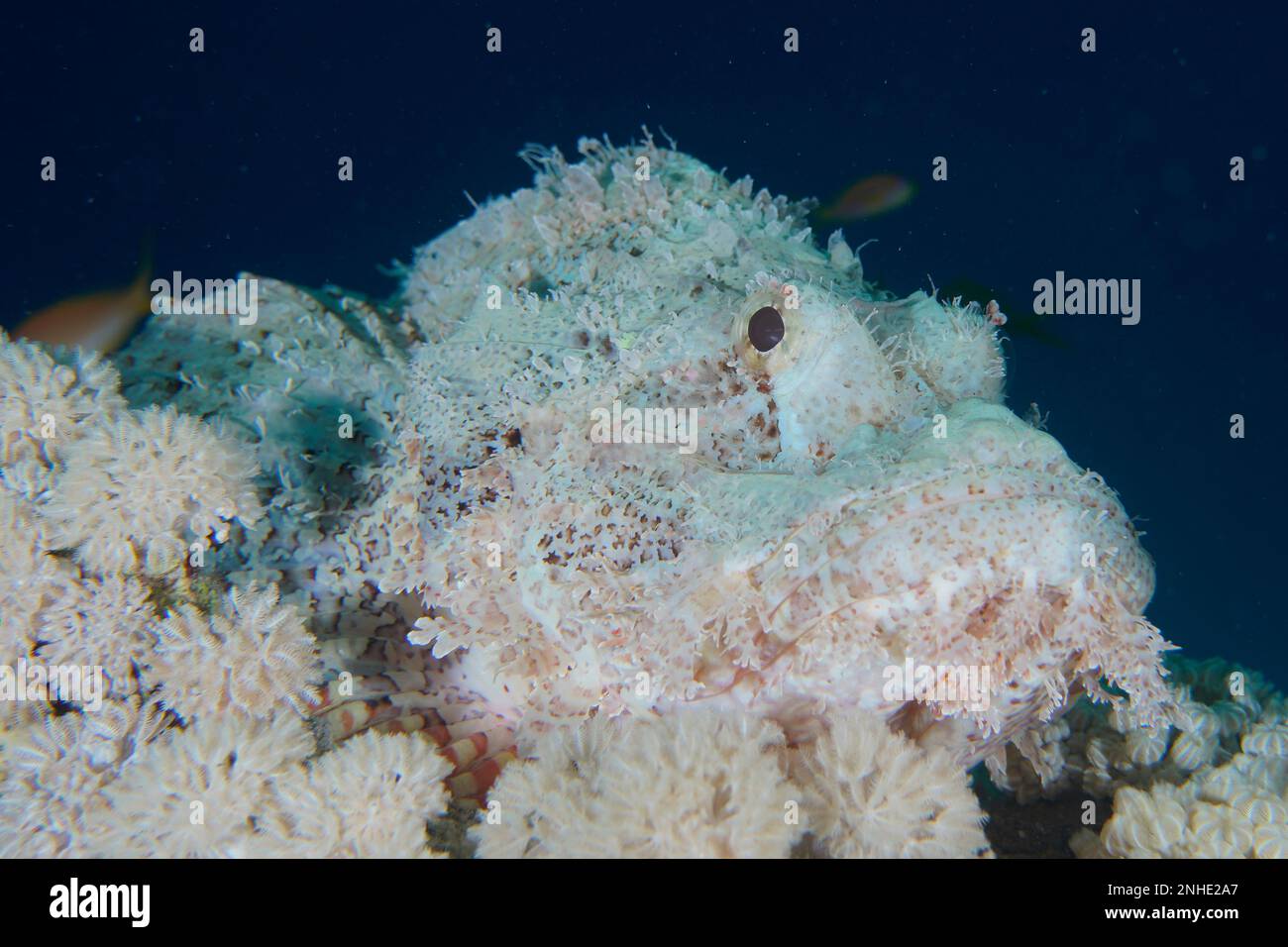 Well camouflaged false stonefish (Scorpaenopsis diabolus), Dive Site ...