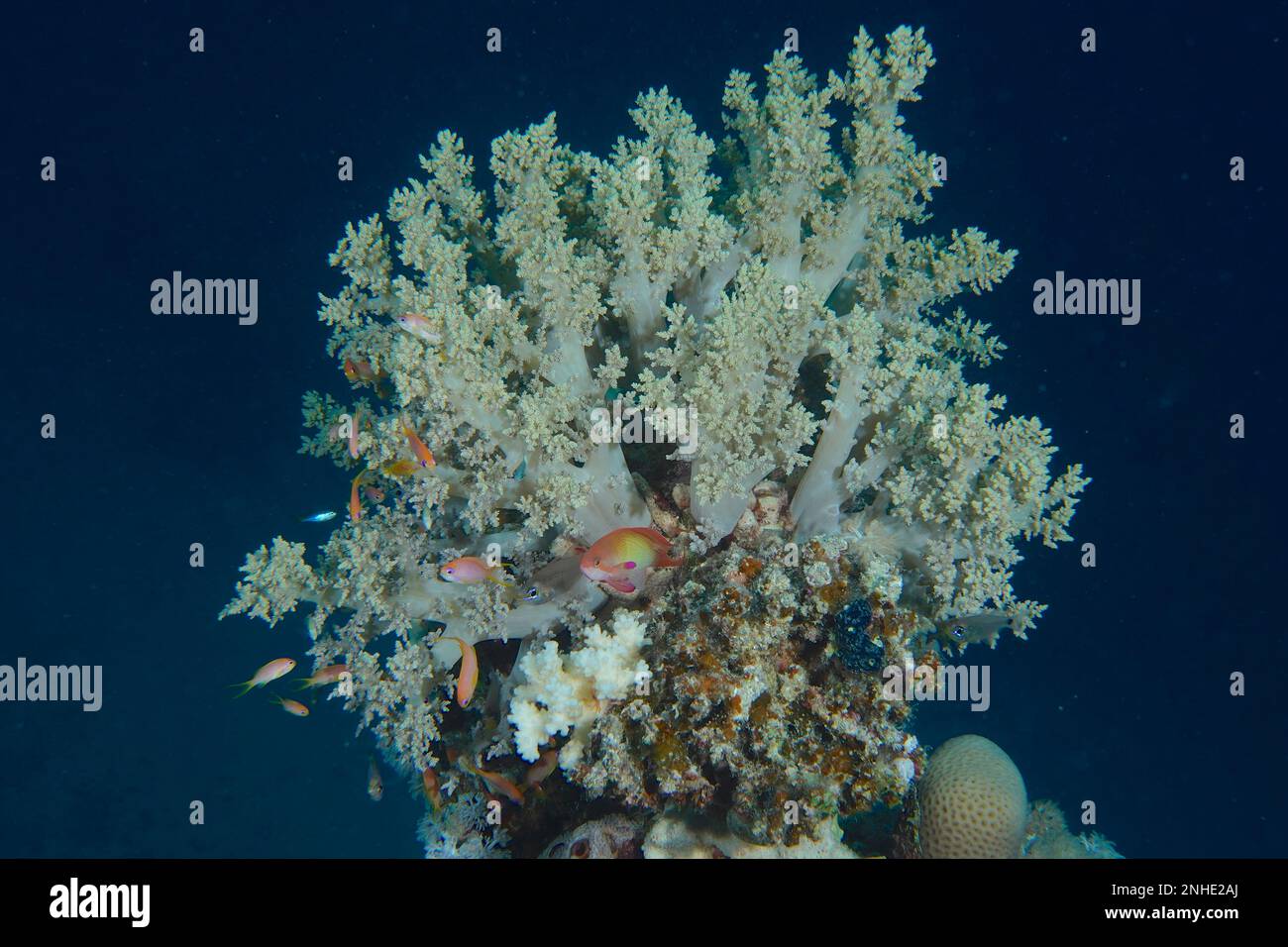 Broccoli tree (Litophyton arboreum), House Reef dive site, Mangrove Bay ...