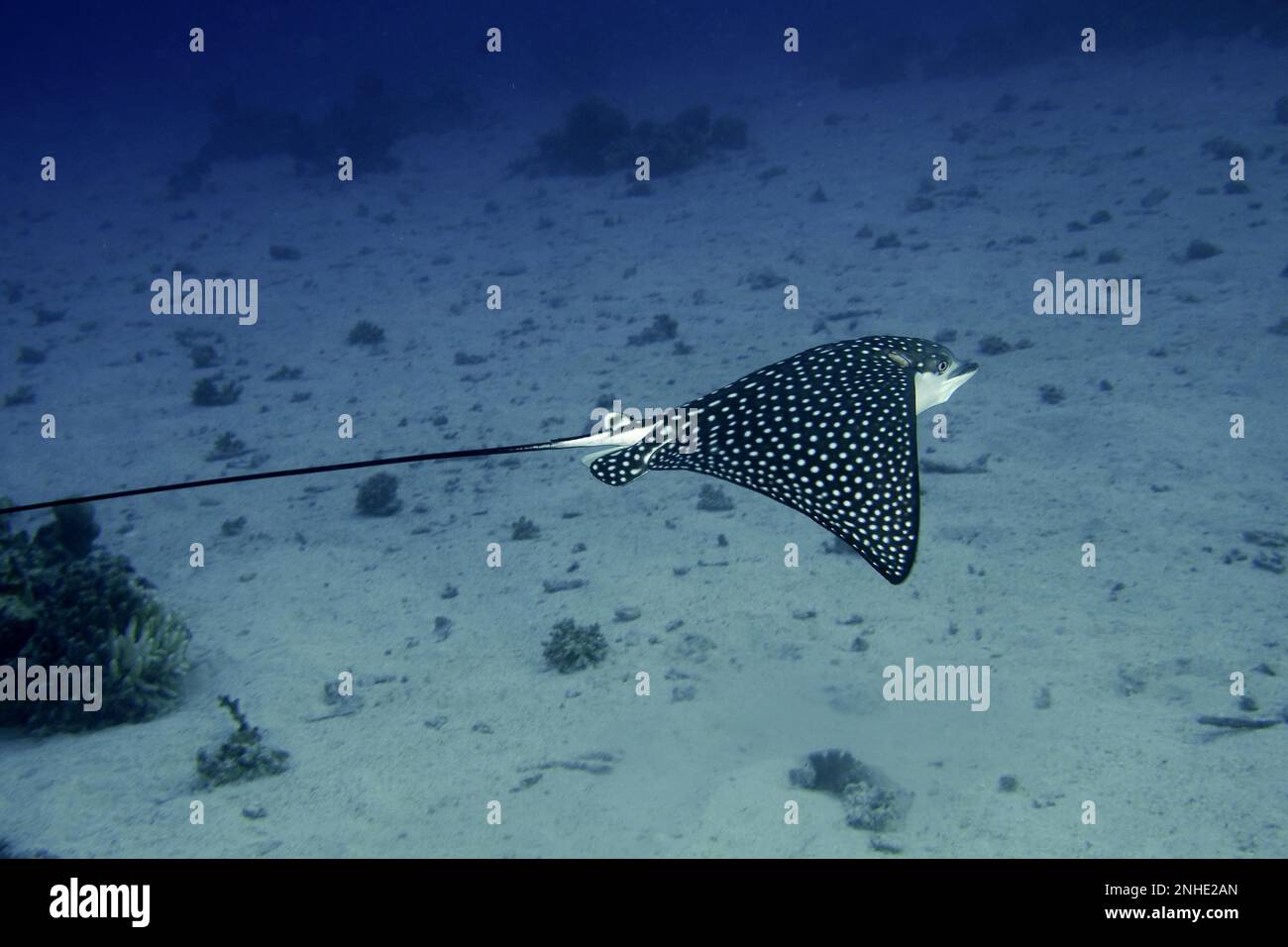 Spotted eagle ray (Aetobatus narinari), House reef dive site, Mangrove ...