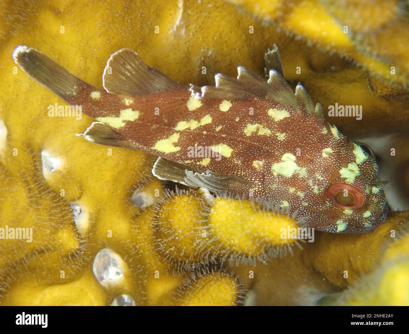 A yellow-spotted dragonhead, scorpionfish (Sebastapistes cyanostigma ...