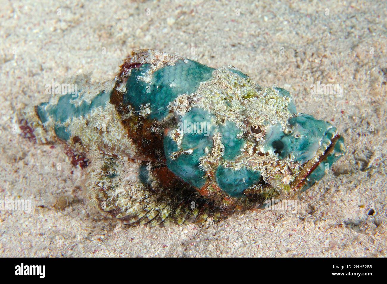 Juvenile false stonefish (Scorpaenopsis diabolus), Dive Site House Reef ...