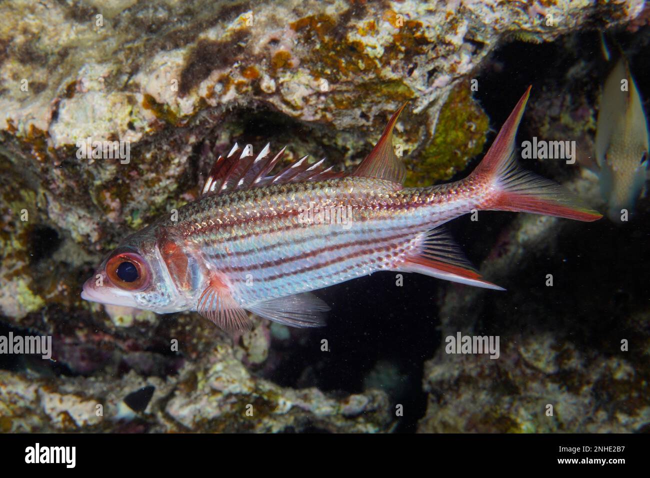 Blood spot hussar (Neoniphon sammara), House reef dive site, Mangrove ...