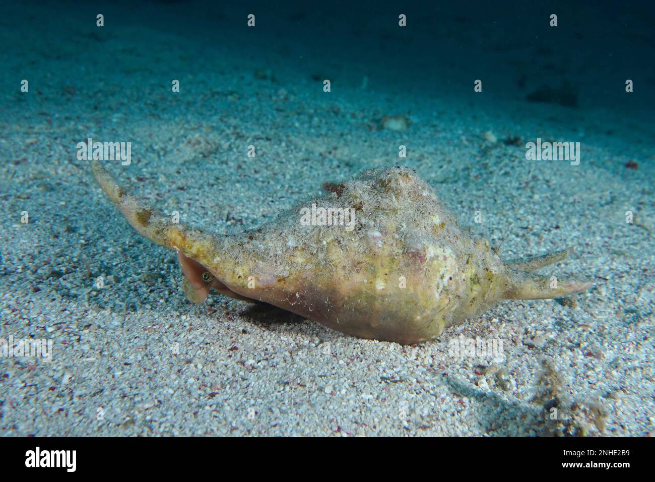 Spider conch (Lambis lambis), House reef dive site, Mangrove Bay, El ...