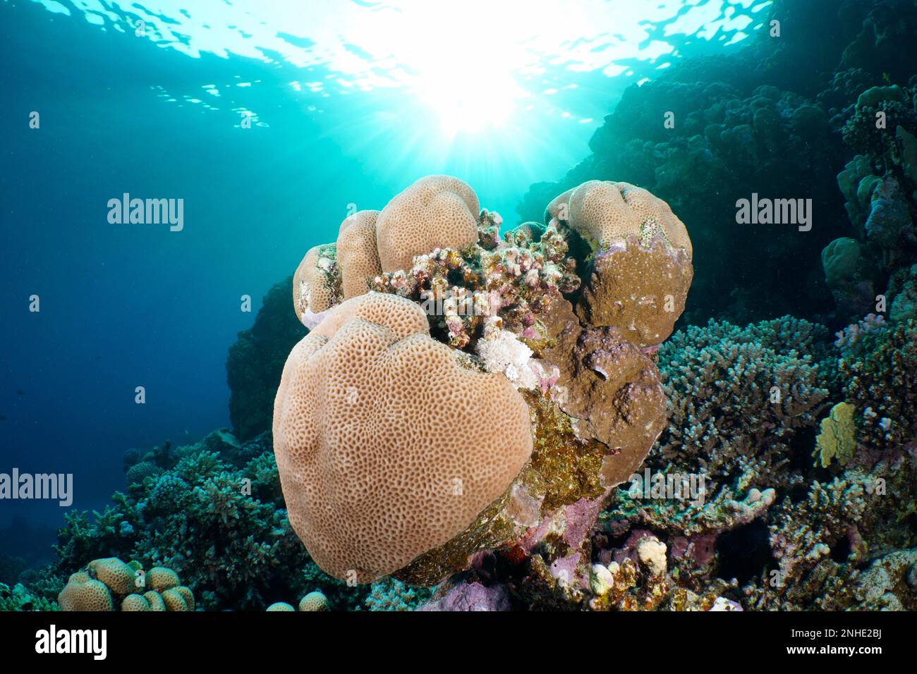 Edwards star coral (Goniastrea edwardsi) in backlight, sun rays. Dive ...