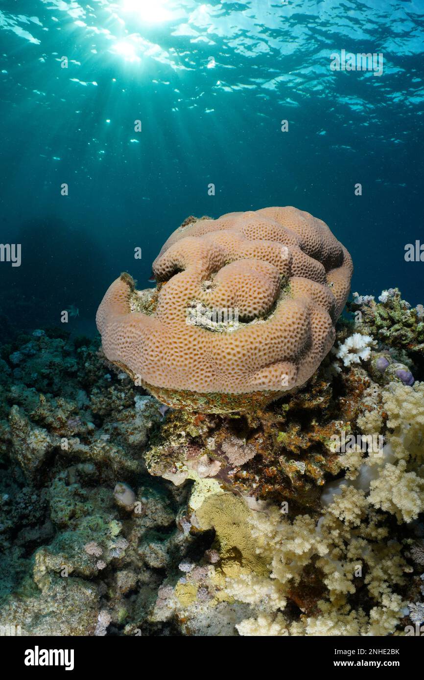 Edwards star coral (Goniastrea edwardsi) in backlight, sun rays. Dive ...