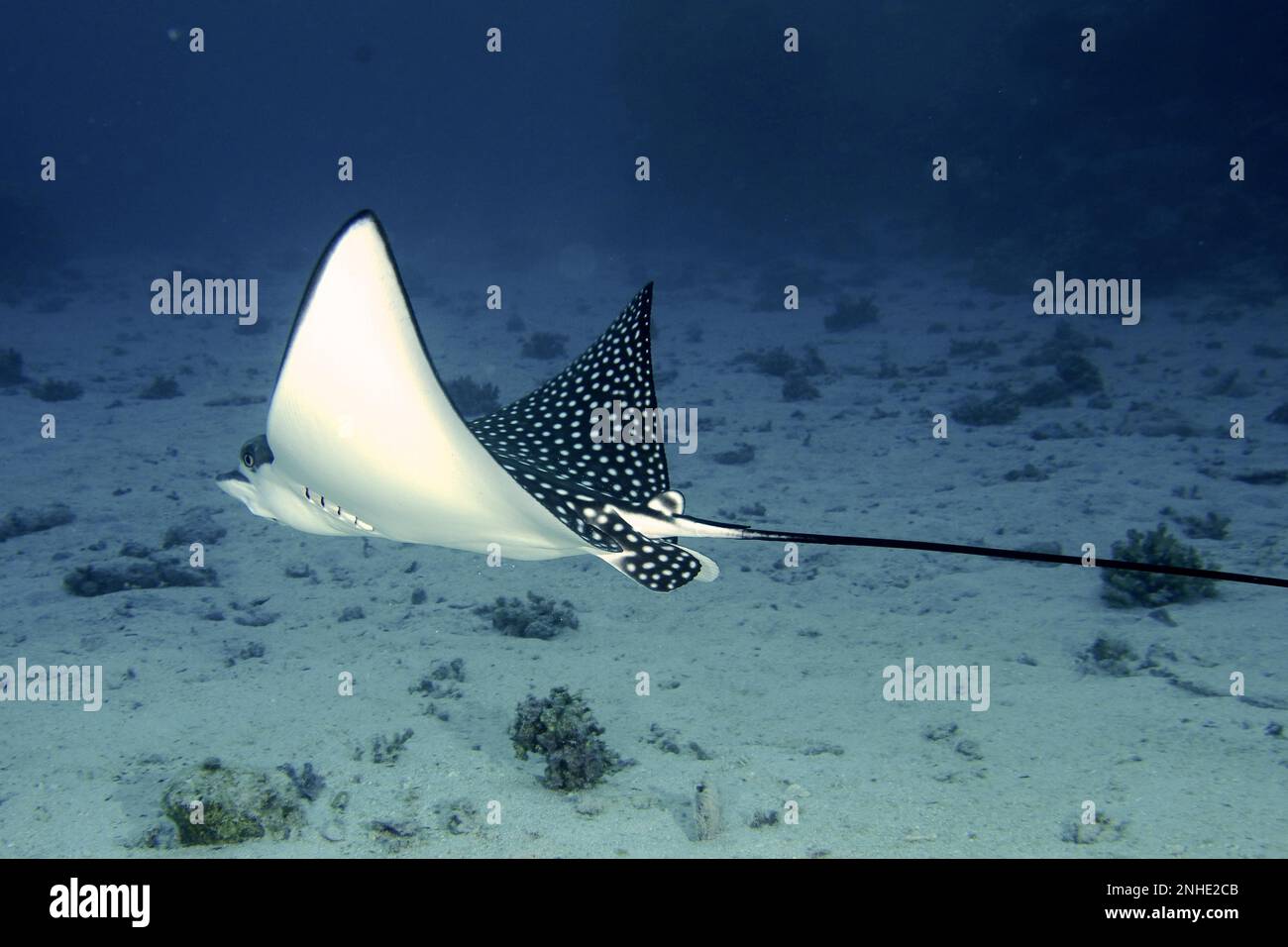Spotted eagle ray (Aetobatus narinari), House reef dive site, Mangrove ...