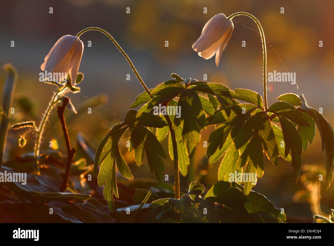 Wood anemone (Anemone nemorosa), two flowers in backlight, Middle Elbe ...