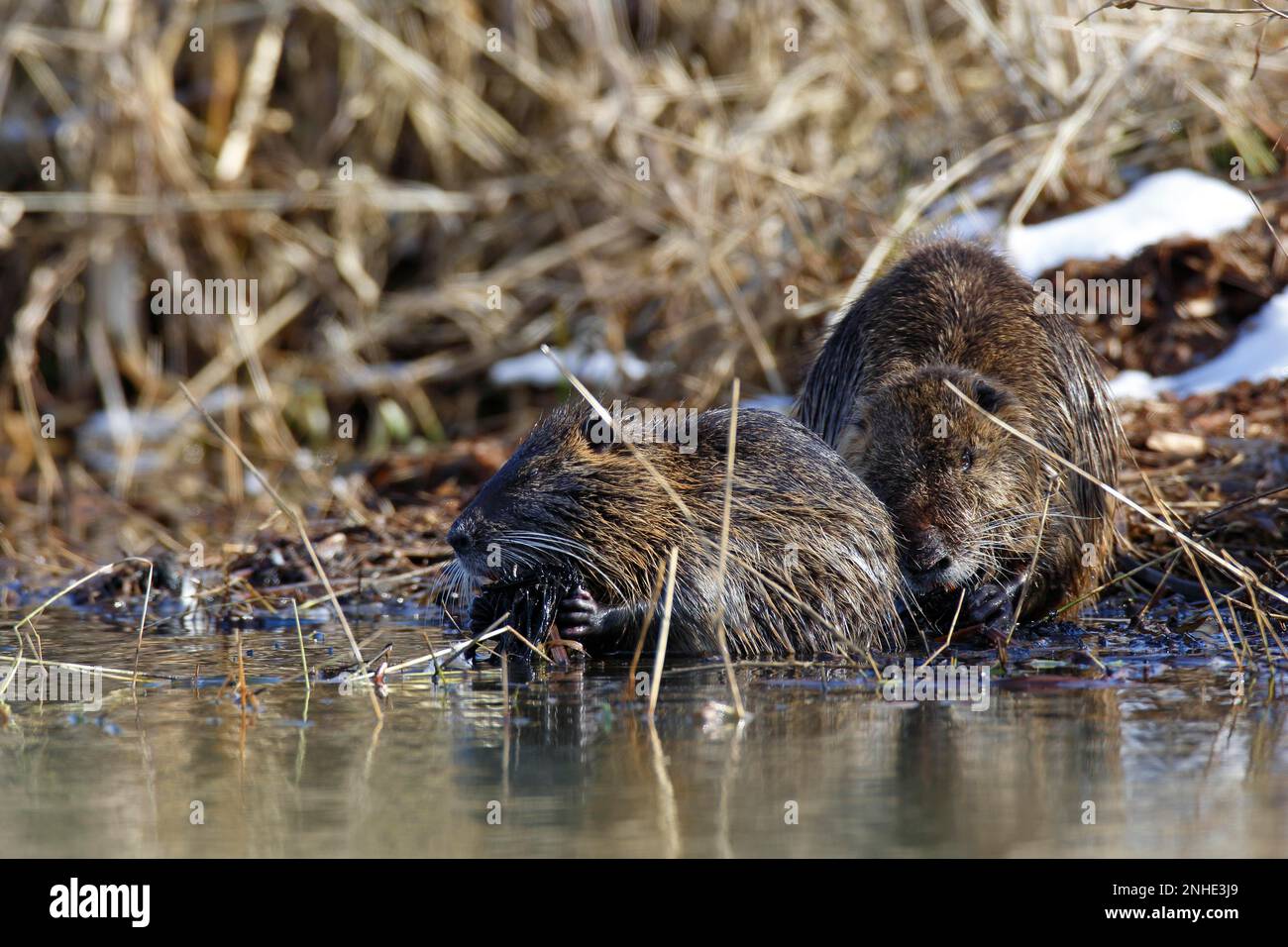 Nutria (Myocastor coypus), beaver rat, swamp beaver, nutria, tailed rat ...