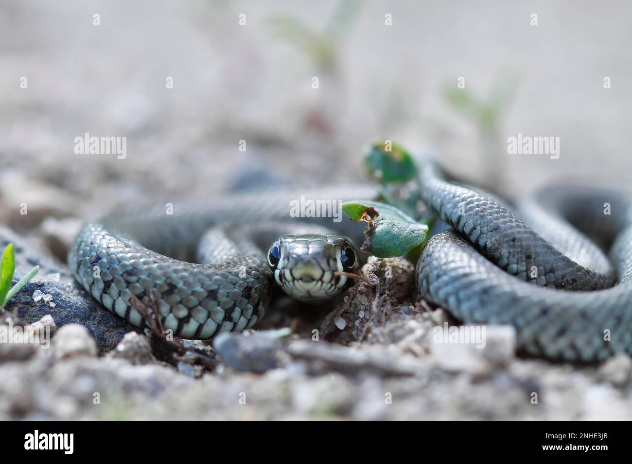 Grass snake (Natrix natrix), young animal of approx. 30cm length ...