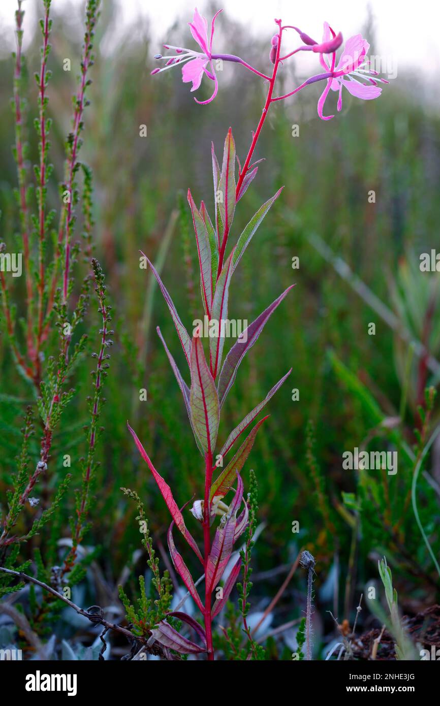 Blooming sally (Epilobium angustifolium), complete plant, Middle Elbe ...