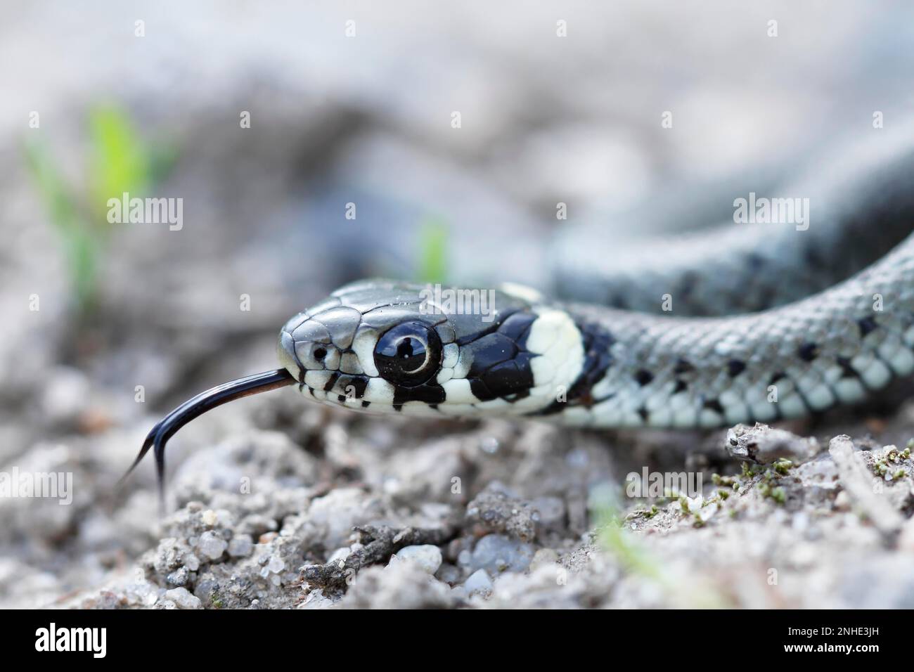 Grass snake (Natrix natrix), young animal of approx. 30cm length ...