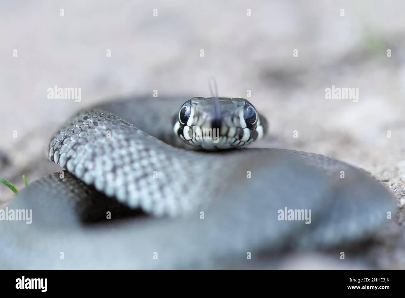 Middle east snake hi-res stock photography and images - Alamy
