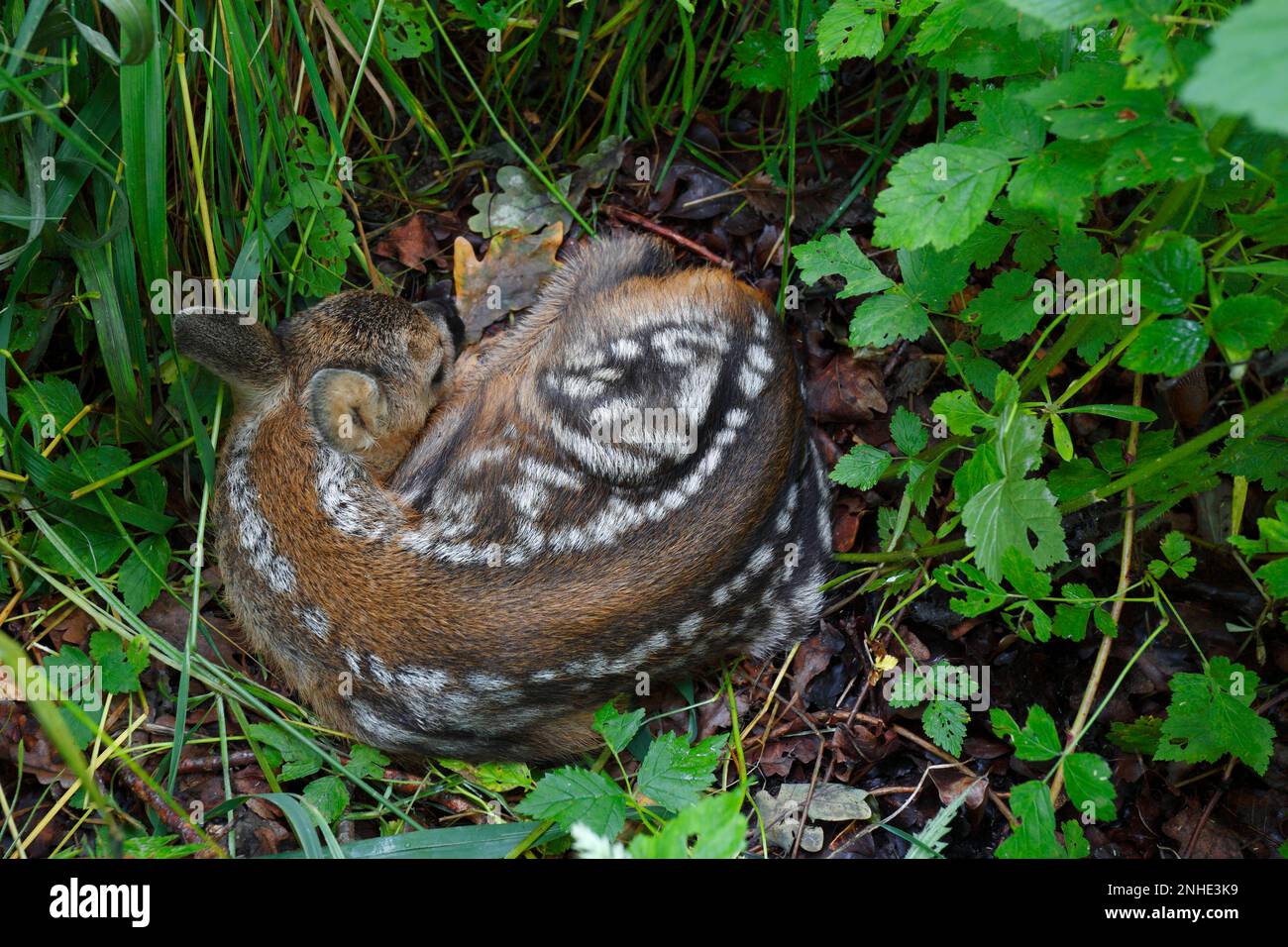 European roe deer (Capreolus capreolus), fawn laid down by doe in ...