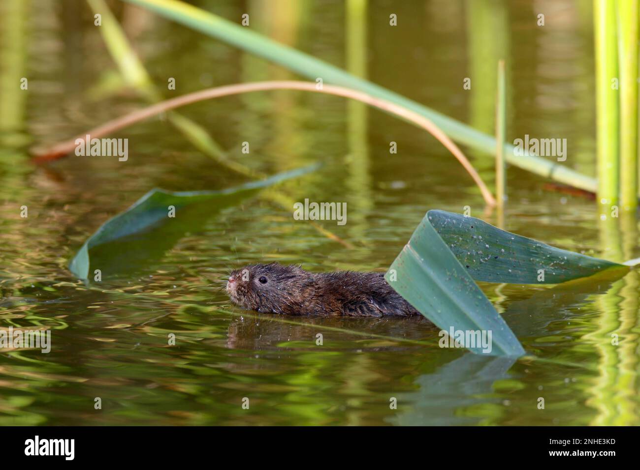 European shrew hi-res stock photography and images - Alamy