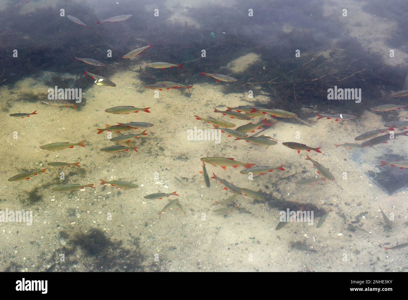 Rotfeder (Scardinius erythrophthalmus), Schwarm, Biosphaerenreservat ...