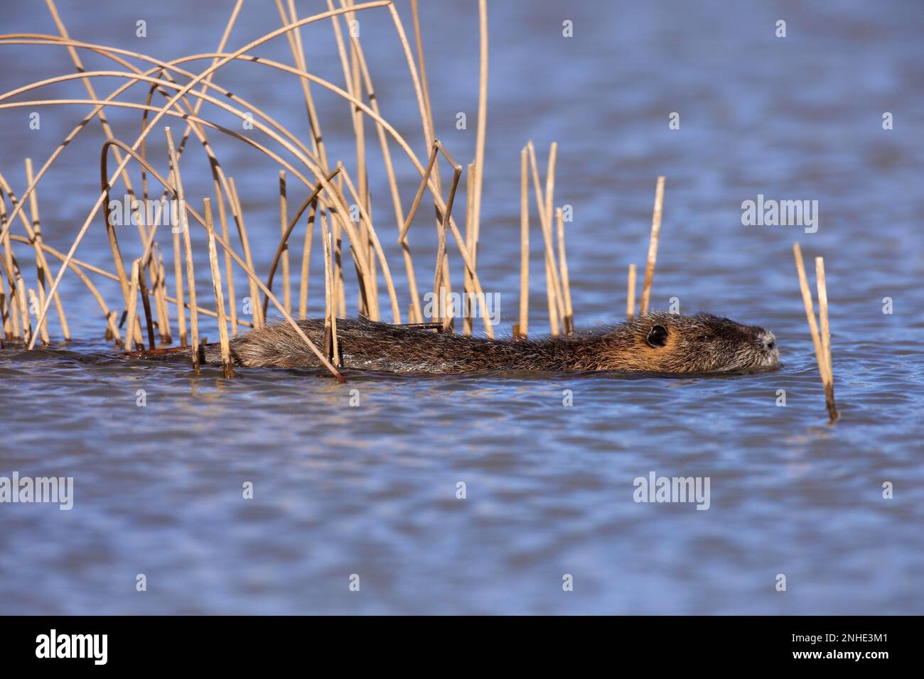 Nutria (Myocastor coypus), beaver rat, swamp beaver, nutria, tailed rat ...
