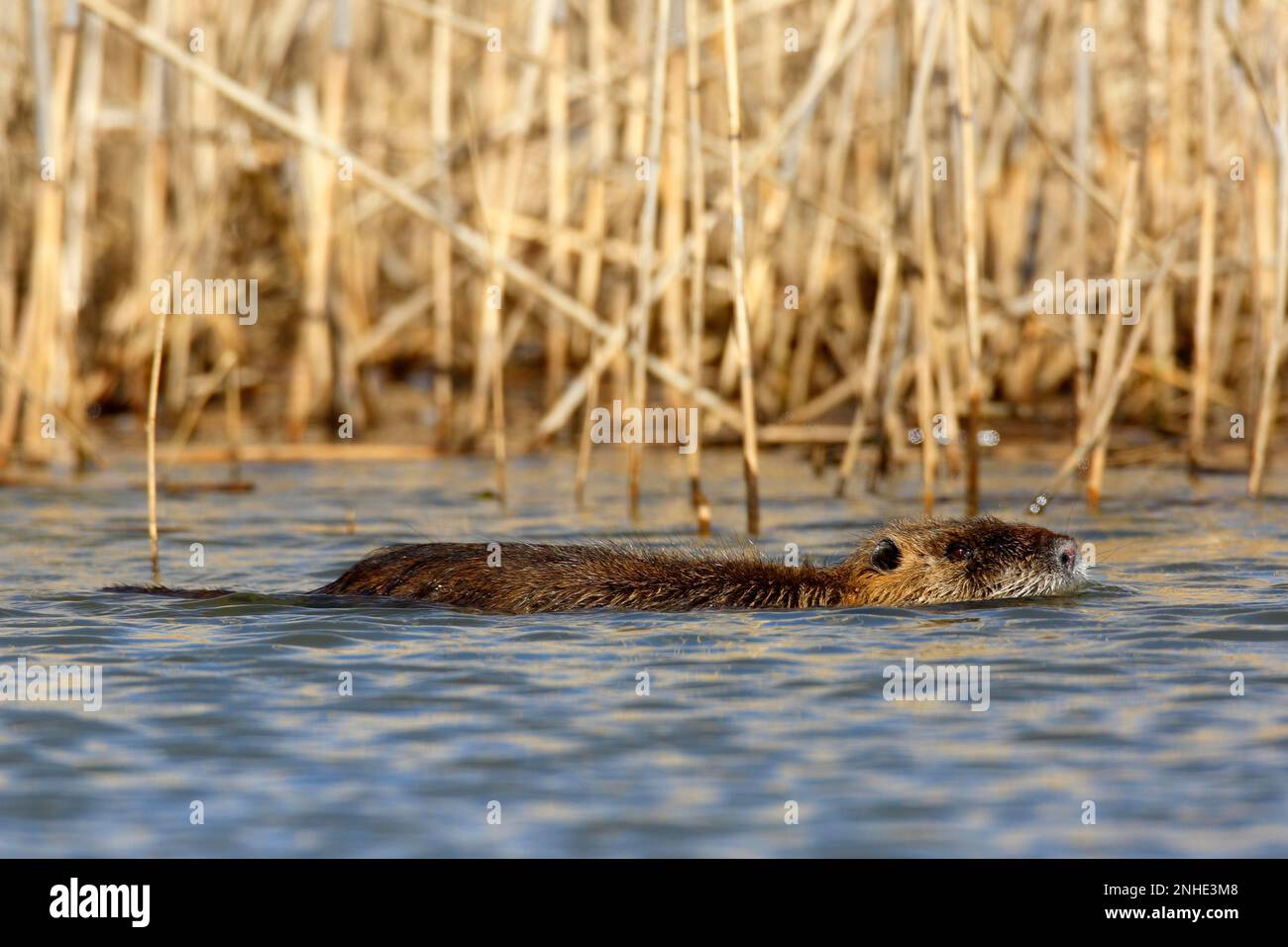 Nutria (Myocastor coypus), beaver rat, swamp beaver, nutria, tailed rat ...