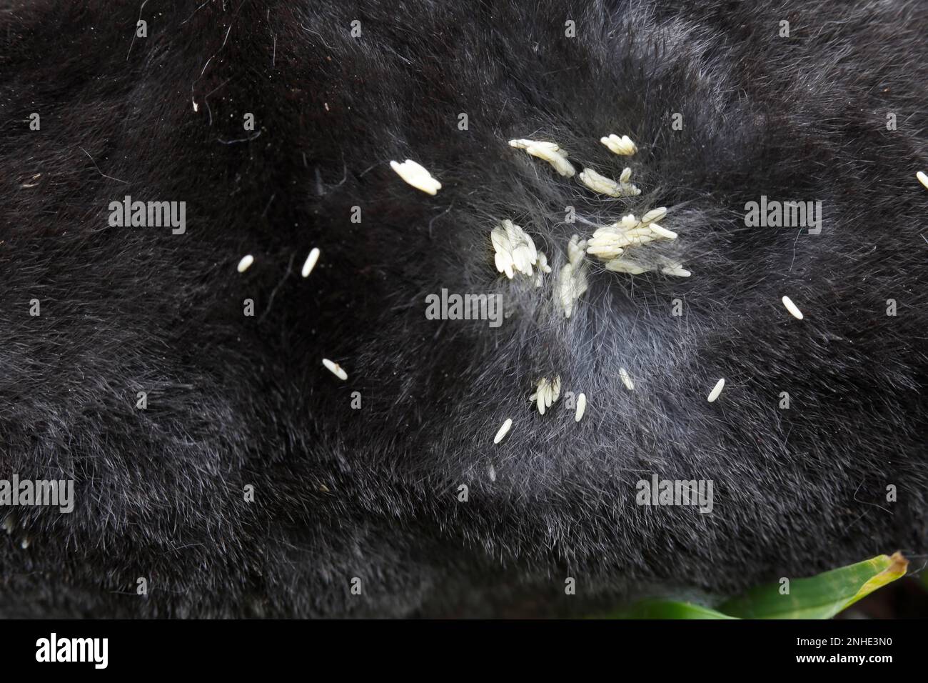 Middle east insects hi-res stock photography and images - Alamy