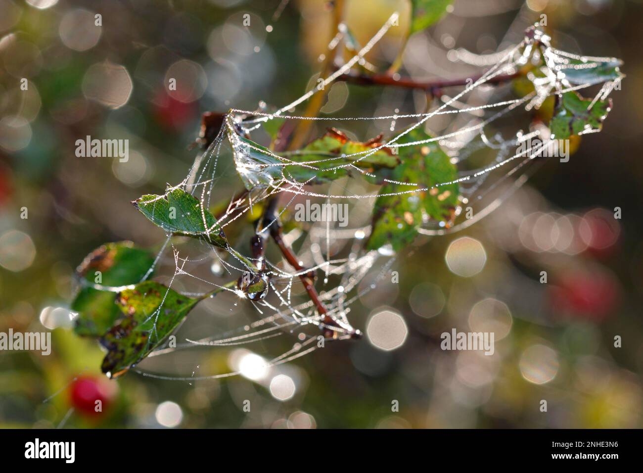 Spinnweben hi-res stock photography and images - Alamy