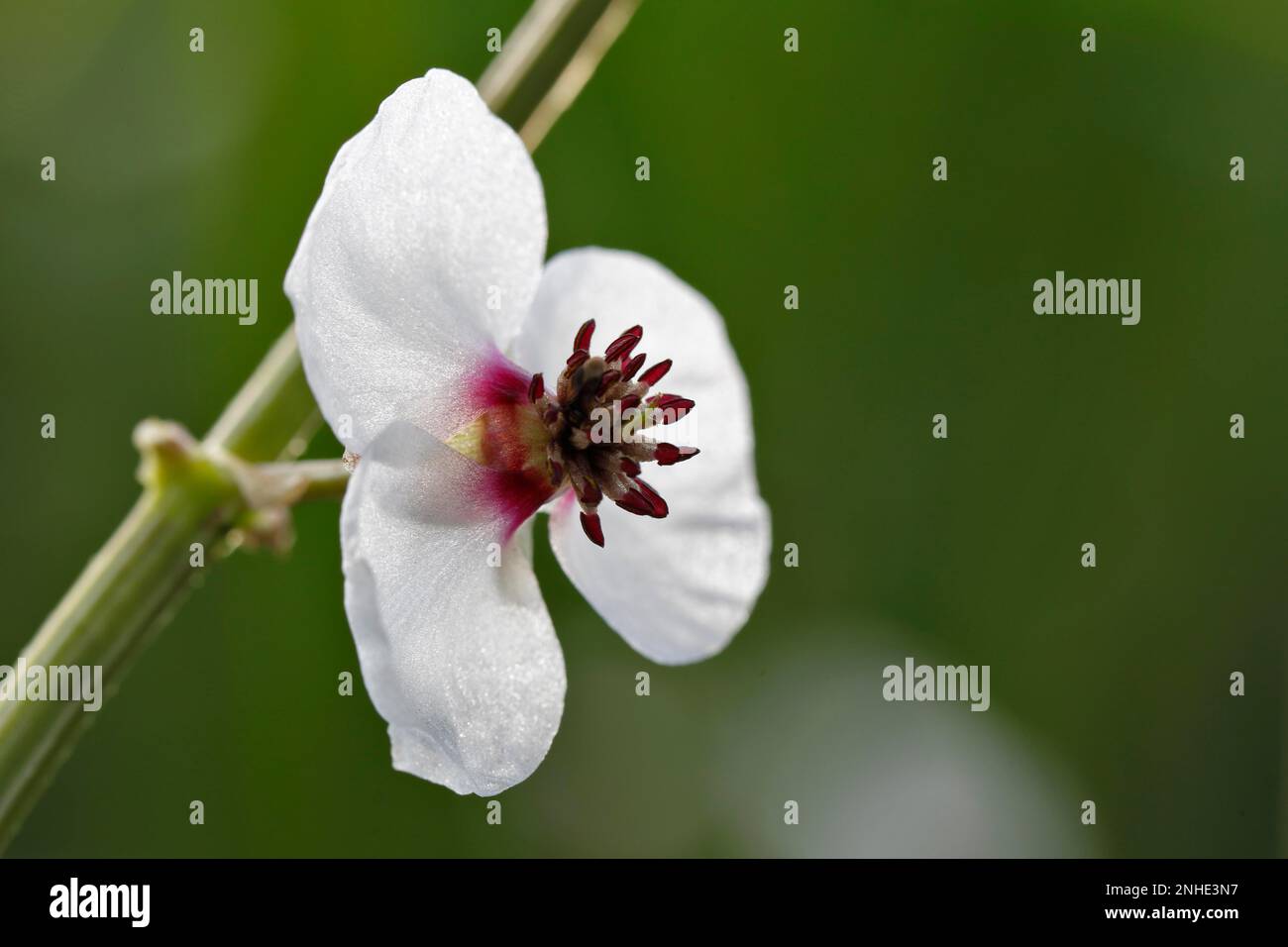 Water archer (Sagittaria sagittifolia), flower, Middle Elbe Biosphere ...