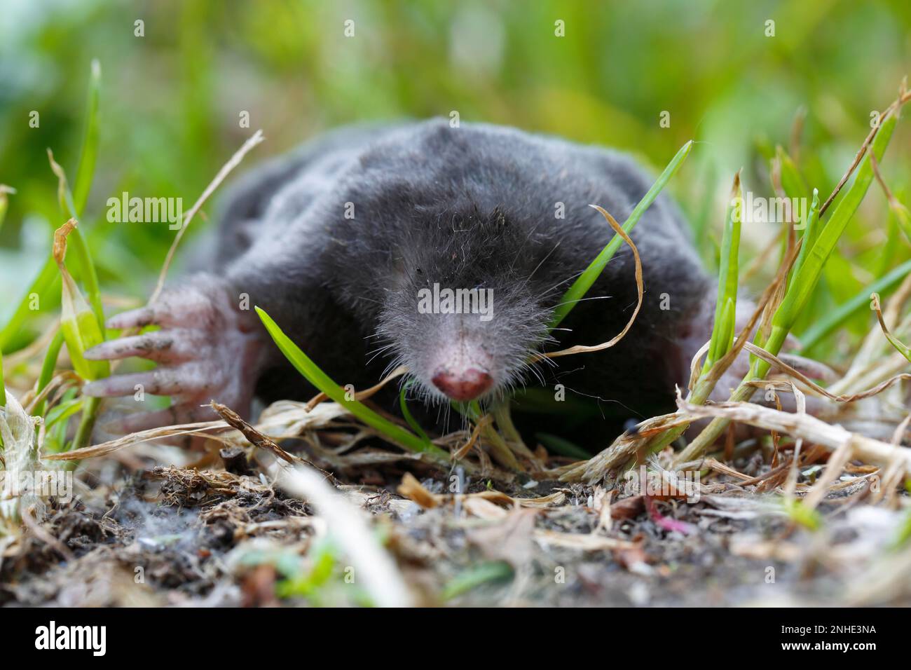 Mole movement hi-res stock photography and images - Alamy