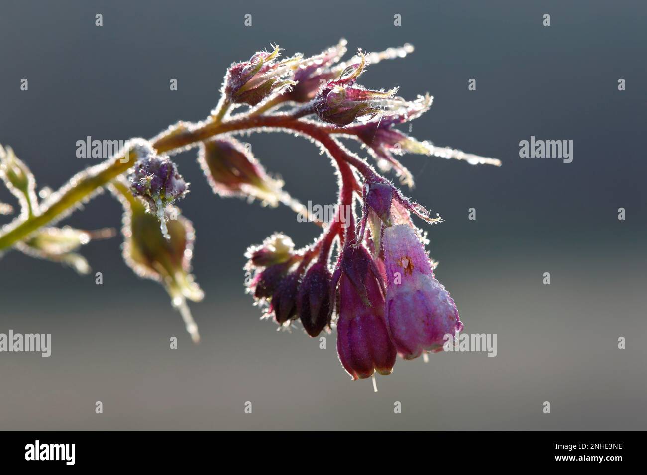 Common comfrey (Symphytum officinale), common comfrey, comfrey ...