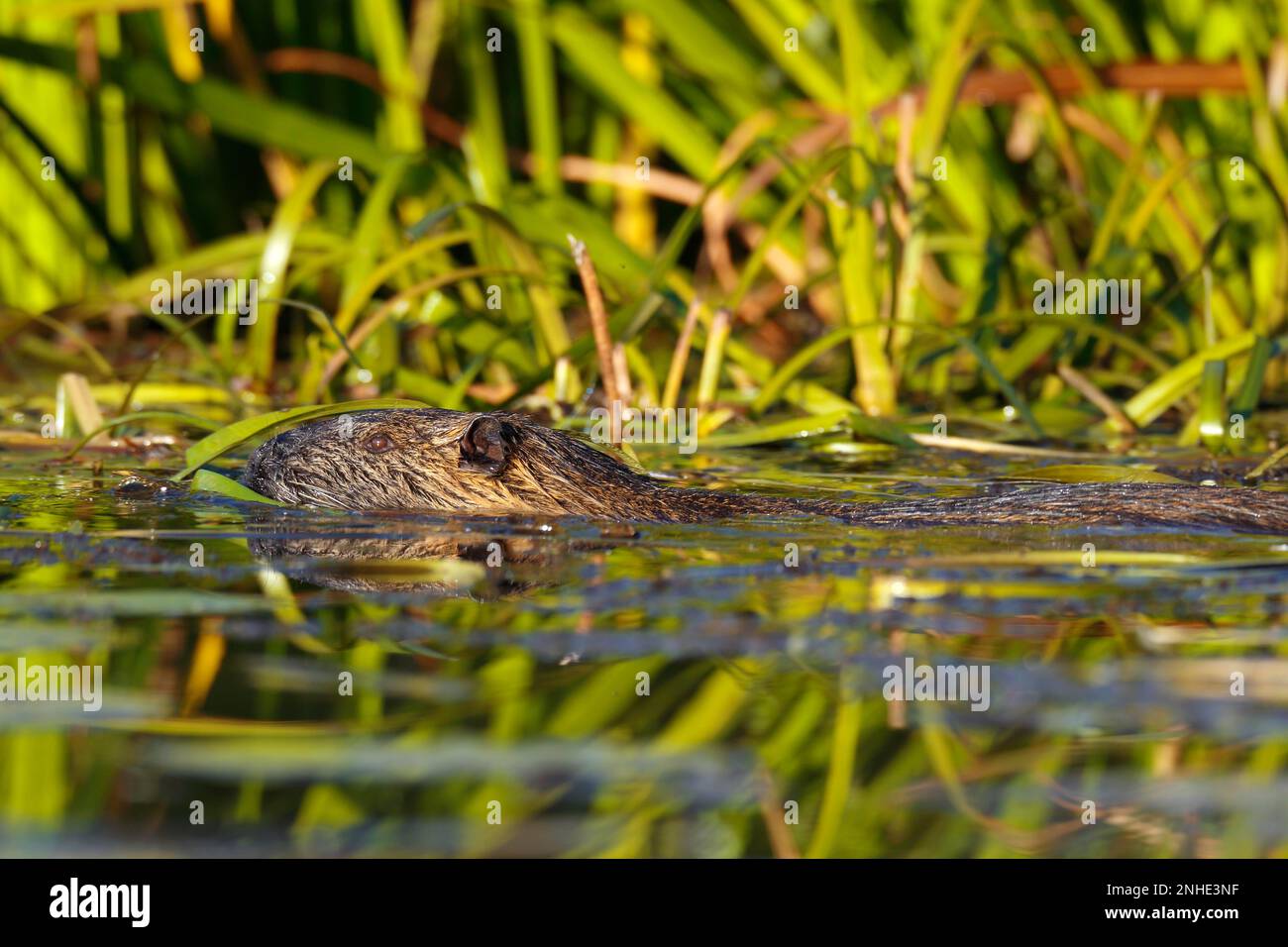 Nutria (Myocastor coypus), beaver rat, swamp beaver, nutria, tailed rat ...
