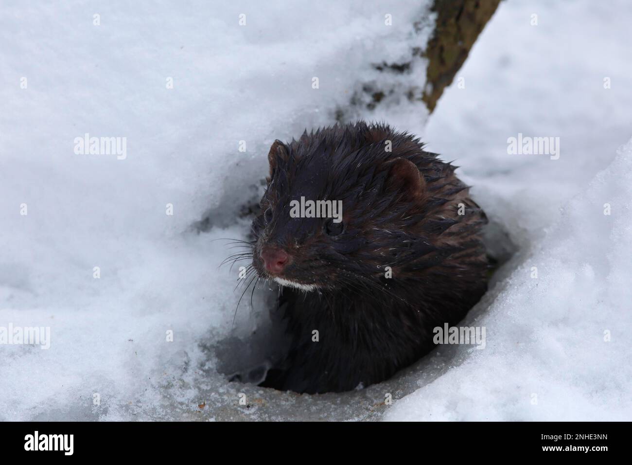 American mink (Mustela vison) or mink (Neogale vison) (Syn.: Neovison ...