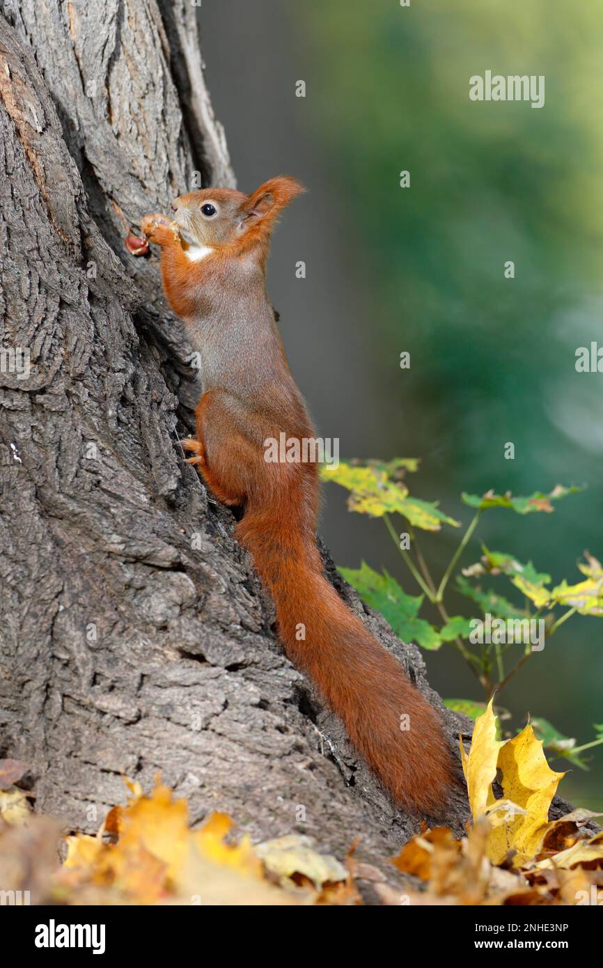 Eurasian red squirrel (Sciurus vulgaris) eating a nut, Middle Elbe ...