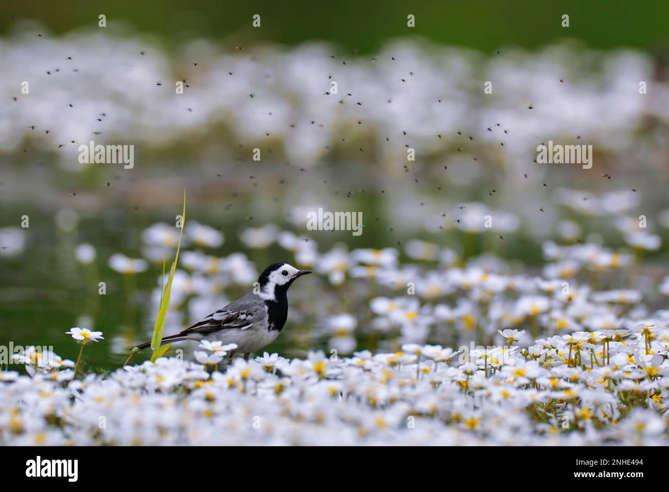 White wagtail (Motacilla alba), adult individual foraging on the ...