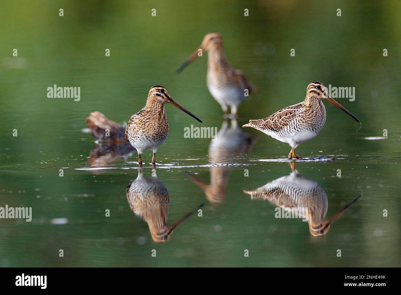 Common Snipe (Gallinago gallinago), group of animals foraging in the ...