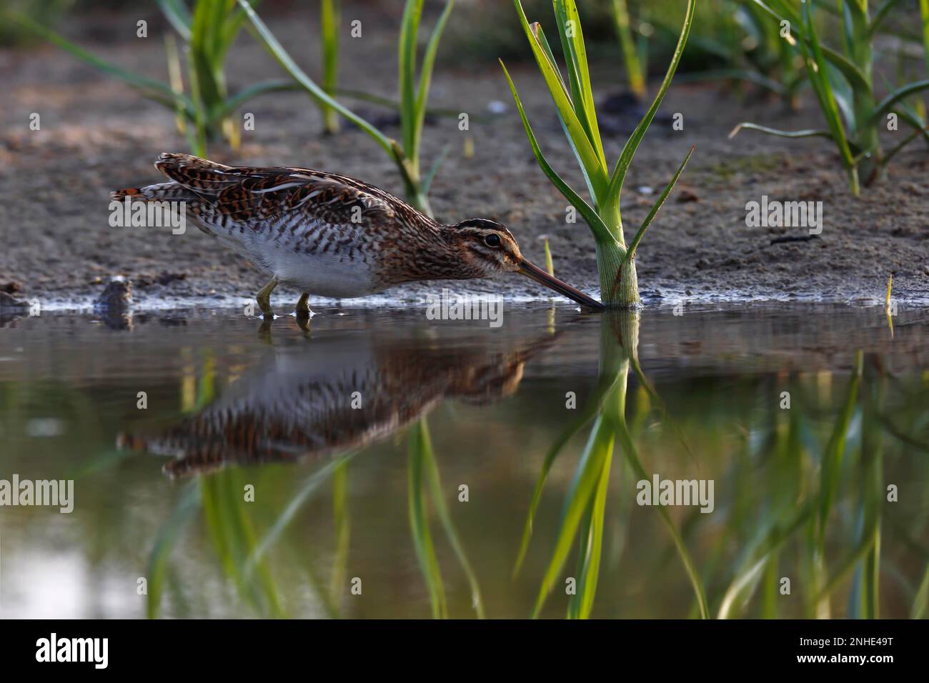 Common Snipe (Gallinago gallinago), animal foraging in the water ...