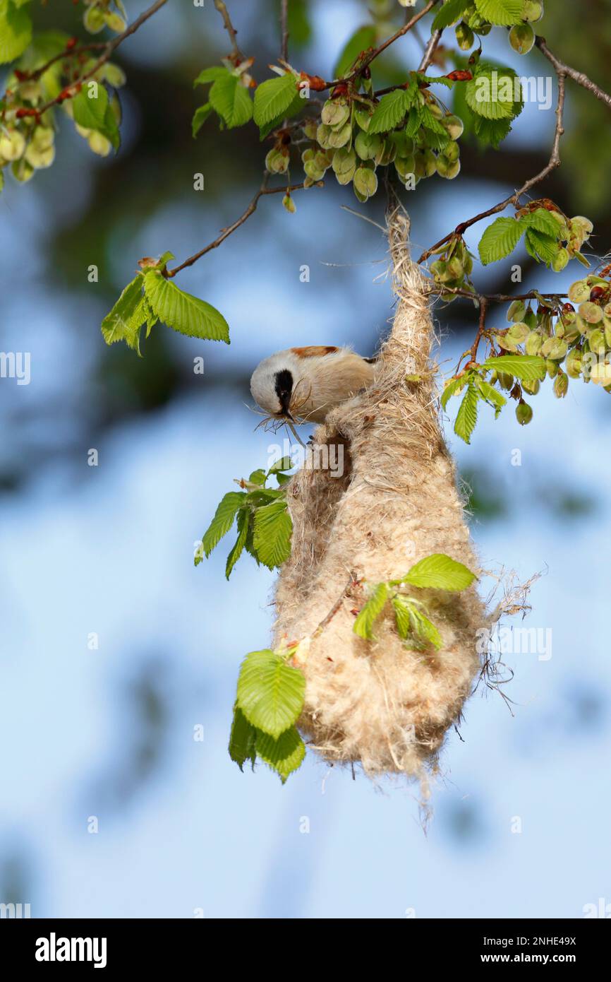 Eurasian penduline tit (Remiz pendulinus), individual building a nest ...