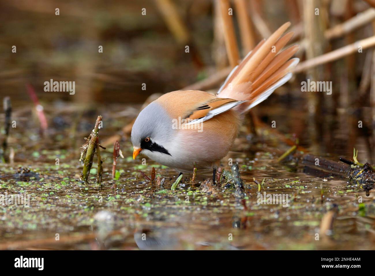 Bearded reedling (Panurus biarmicus), adult male foraging at the water ...