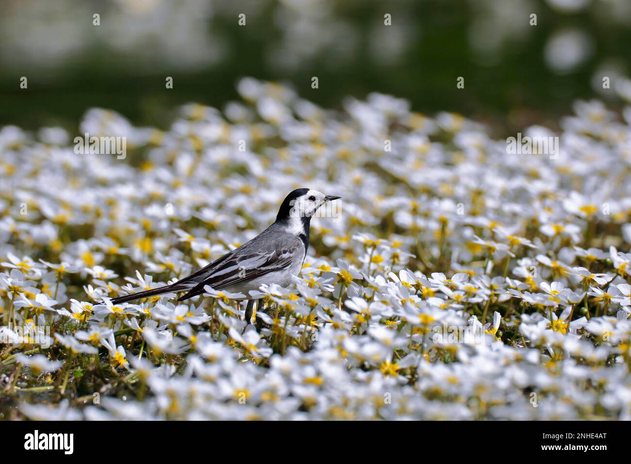 White wagtail (Motacilla alba), adult individual foraging on the ...