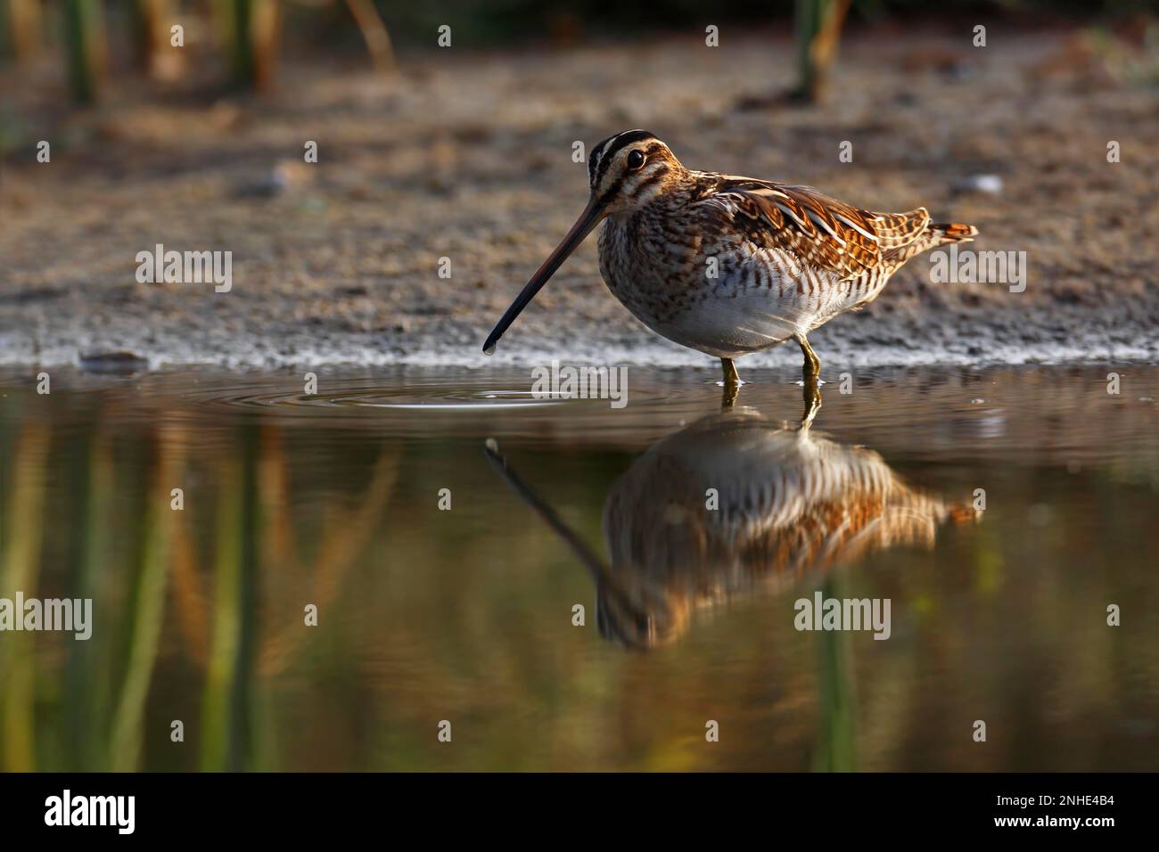 Common Snipe (Gallinago gallinago), animal foraging in the water ...